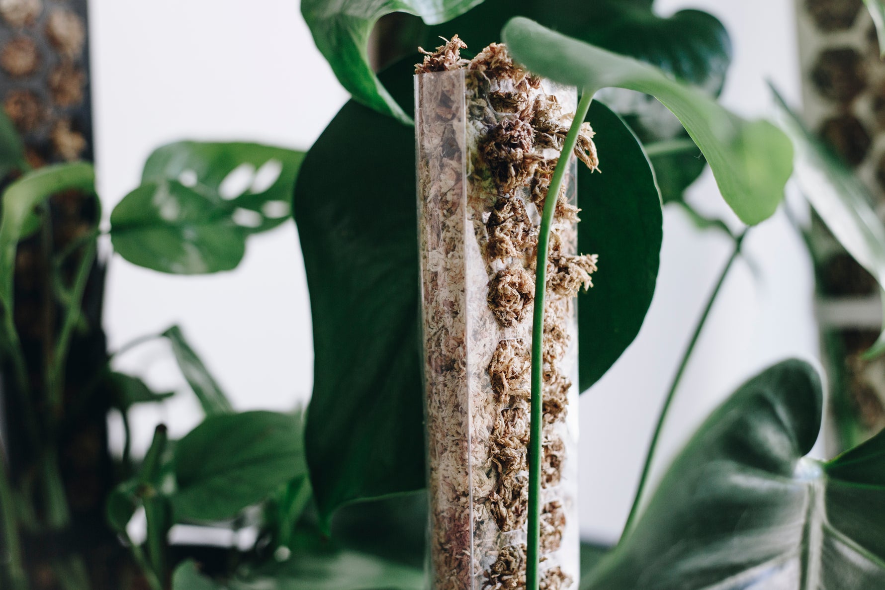 The Best Moss Poles