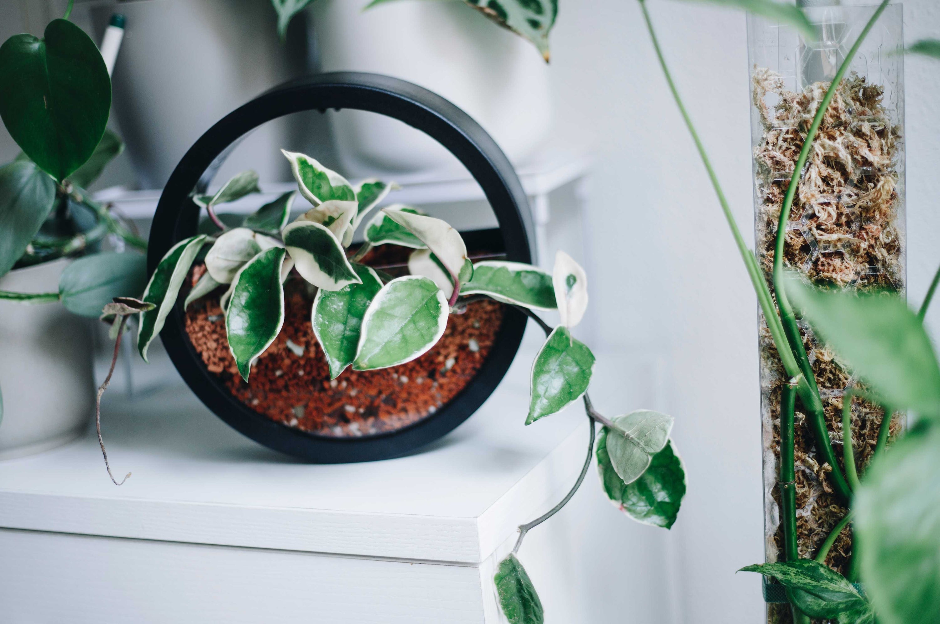 Indoor Plant Care Supplies