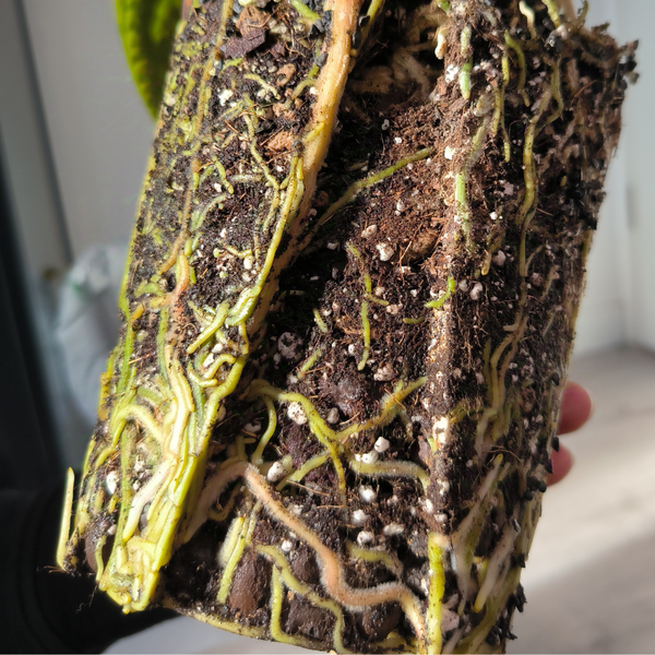 Crystal Clear Aroid Pots – Prevent Root Spiraling with Superior Airflow ...