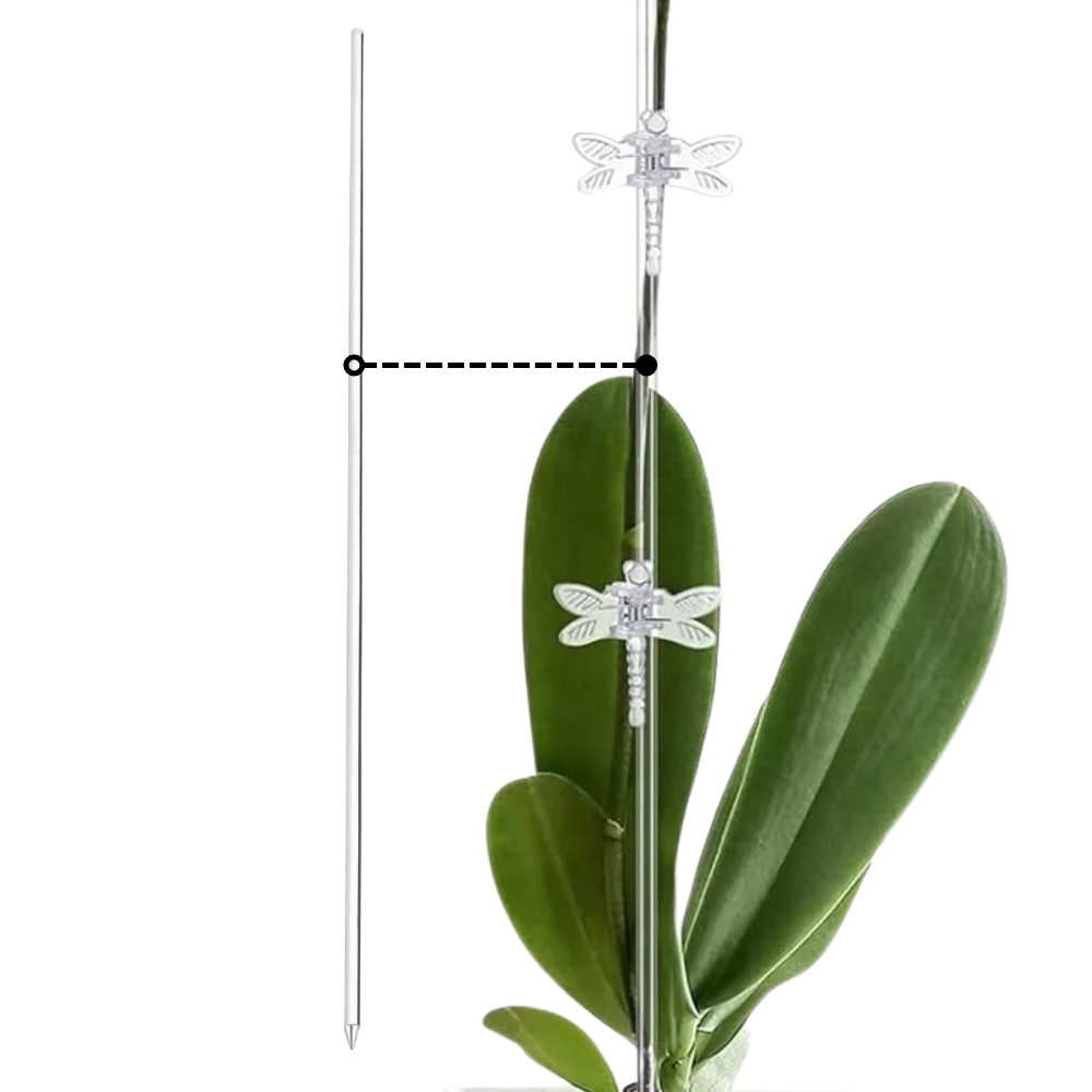 Clear Plant Support Stick – Transparent Stake for Indoor Plant ...