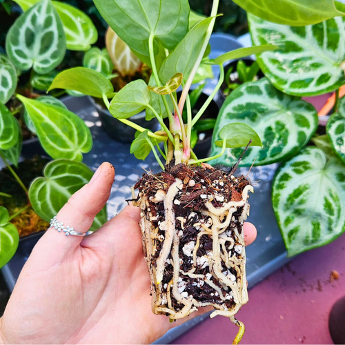 Premium Aroid Mix – Ideal Potting Soil for Philodendron, Monstera, and ...