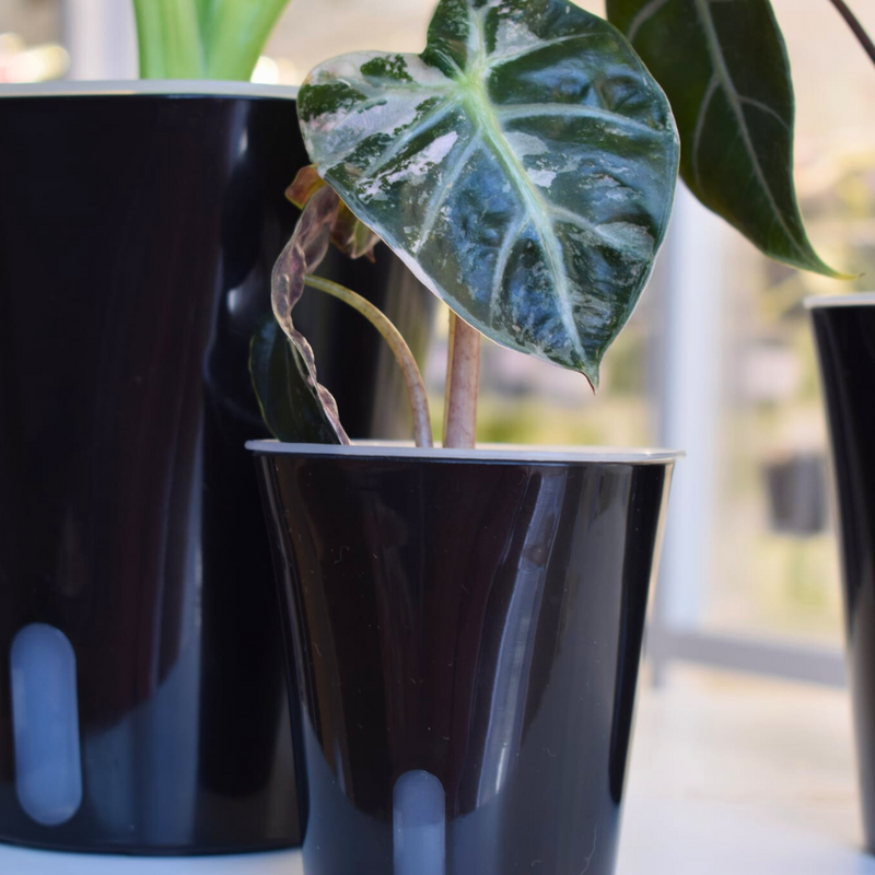 Self-Watering Aroid Pots with Clear Insert – Optimal Hydration and Root ...