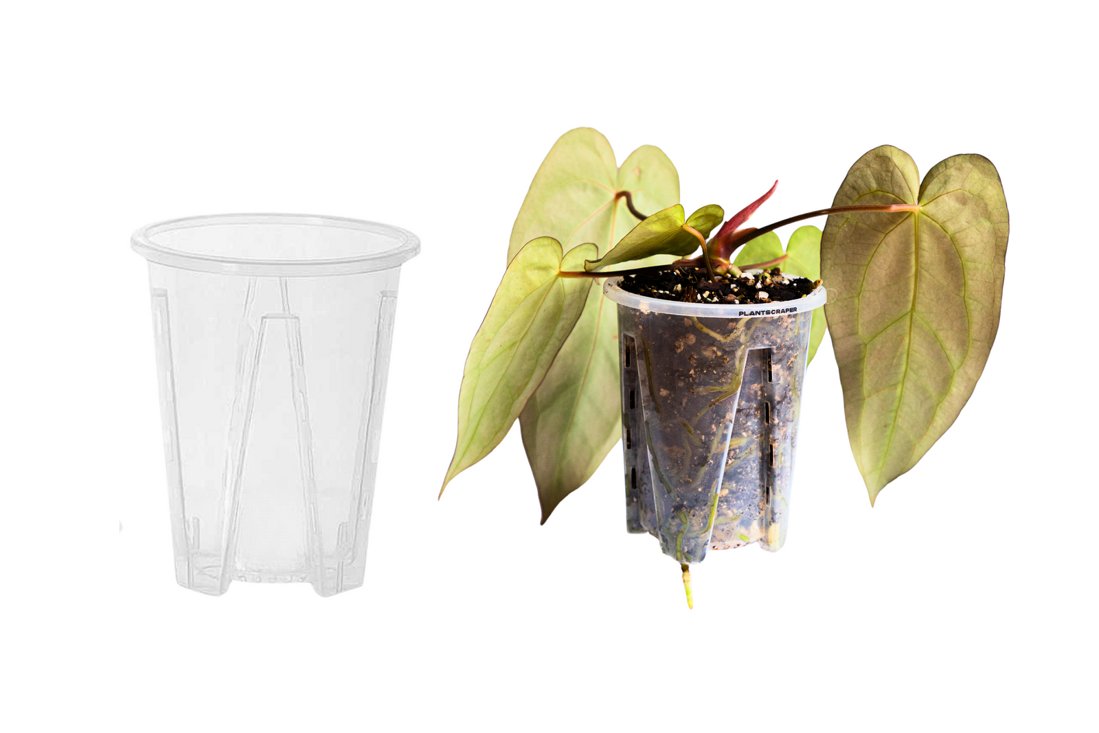 PlantScraper.com - Indoor Plant Supplies ┃Europe