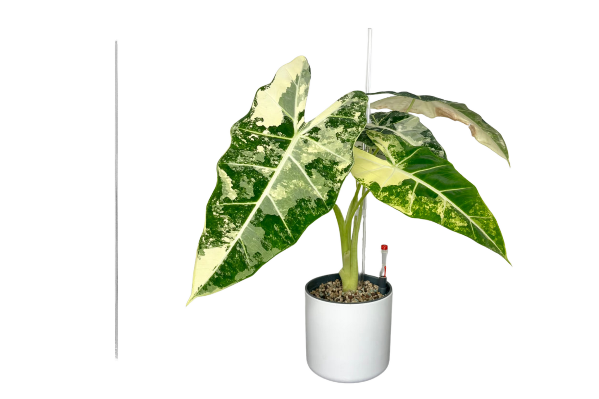 Clear Plant Support Stick for Droopy Leafs by PlantScraper.com