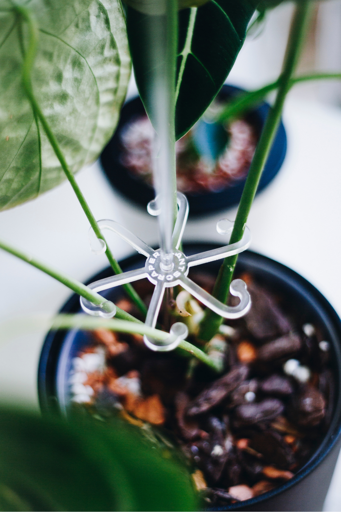 PlantScraper.com - Indoor Plant Supplies ┃Europe