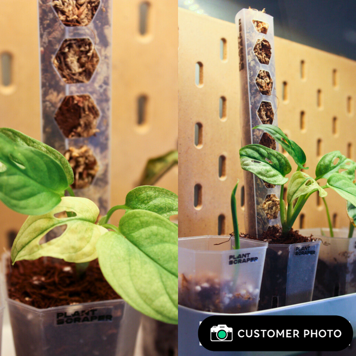 The best alternative to DIY/Coco-coir moss poles - PlantScraper Moss Poles